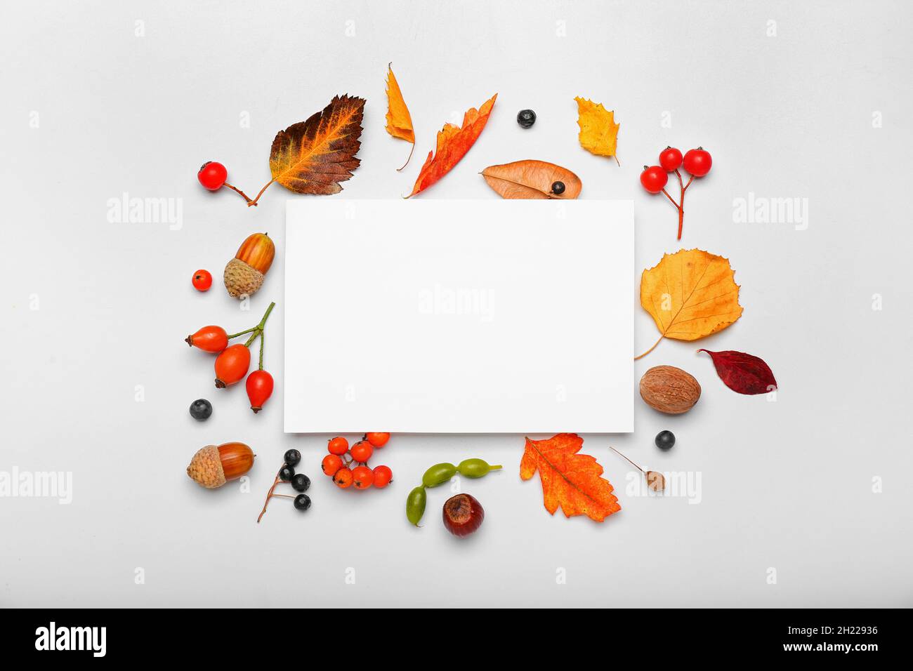 Blank card and natural forest decor on white background Stock Photo - Alamy