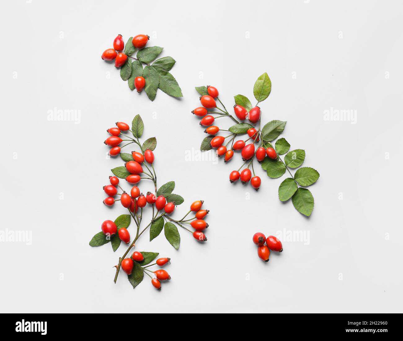 Composition with fresh rose hip berries and leaves on white background ...