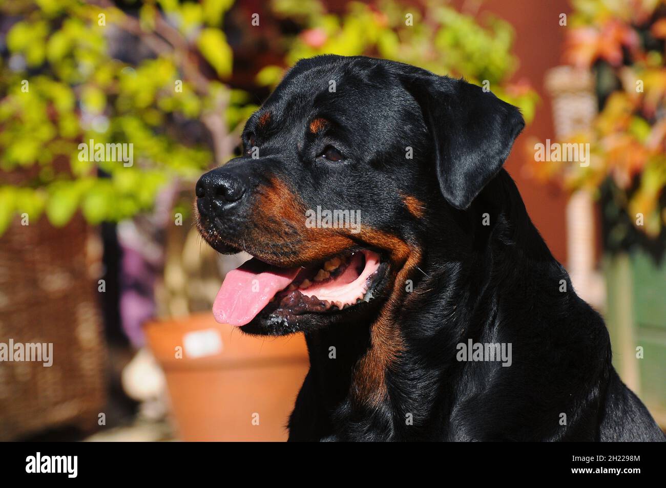 Purebred rottweiler dog in the garden Stock Photo - Alamy