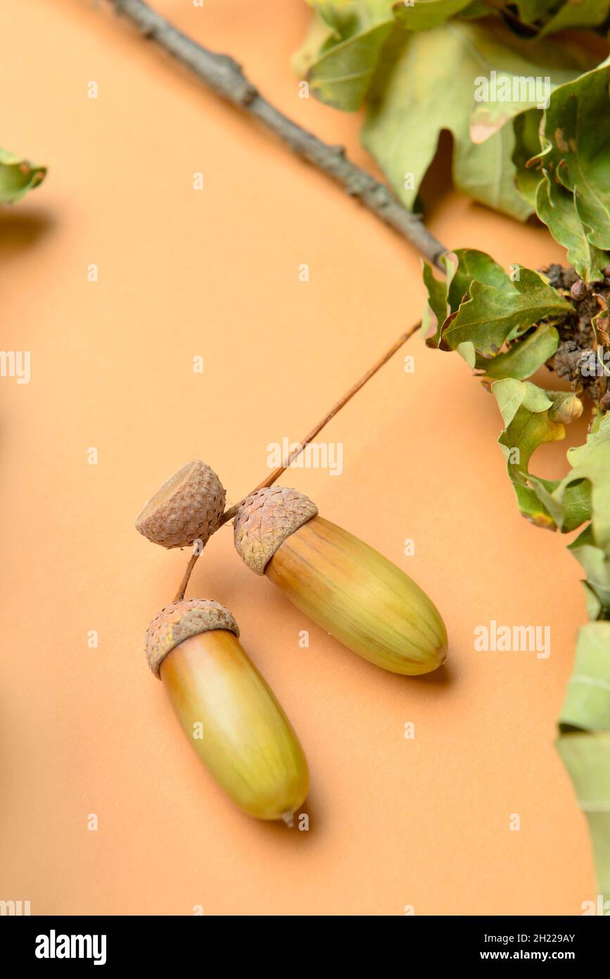Dried oak acorns and leaves on color background, closeup Stock Photo ...