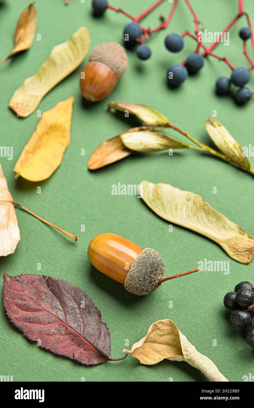 Beautiful autumn composition with acorns, berries and forest decor on ...