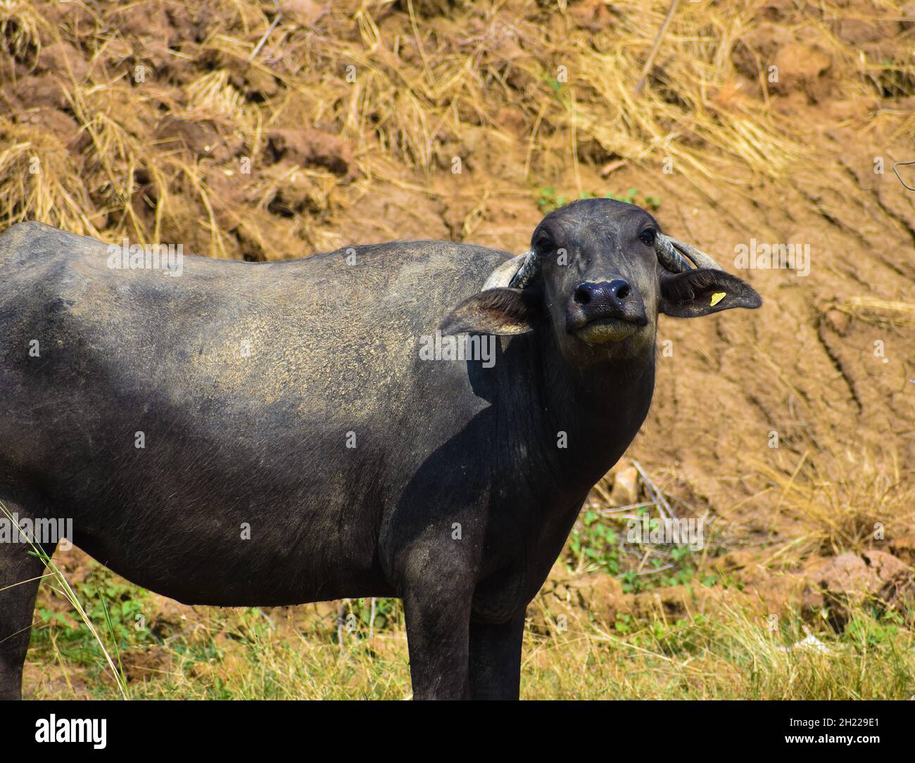 Closeup of the domestic water buffalo (Bubalus bubalis) staring at the ...