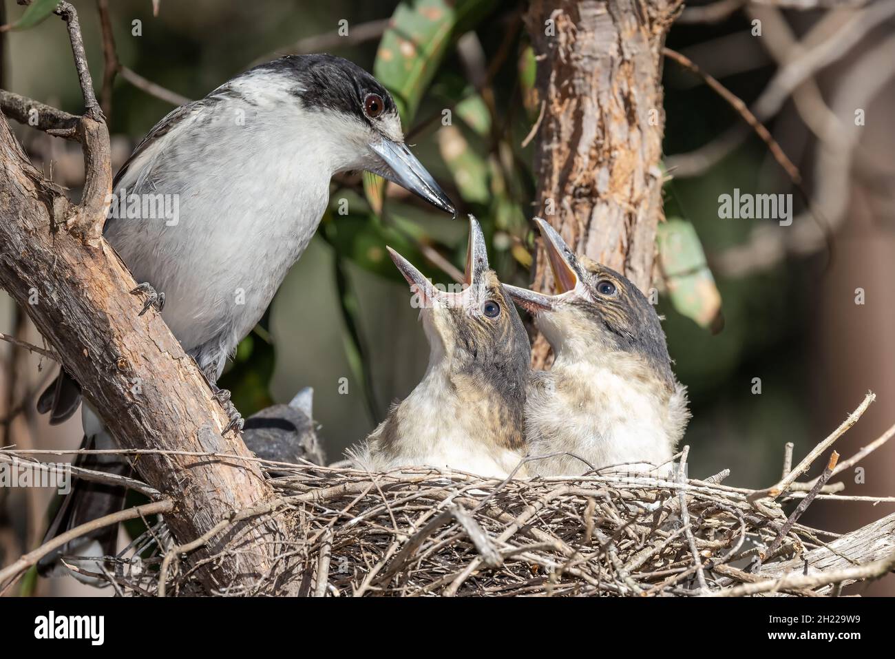 Australia bird feeding chicks hi-res stock photography and images - Alamy