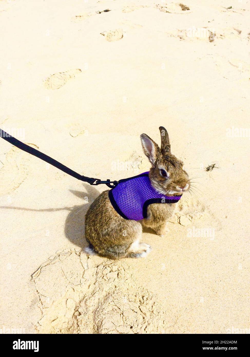 Rabbit collar hi-res stock photography and images - Alamy