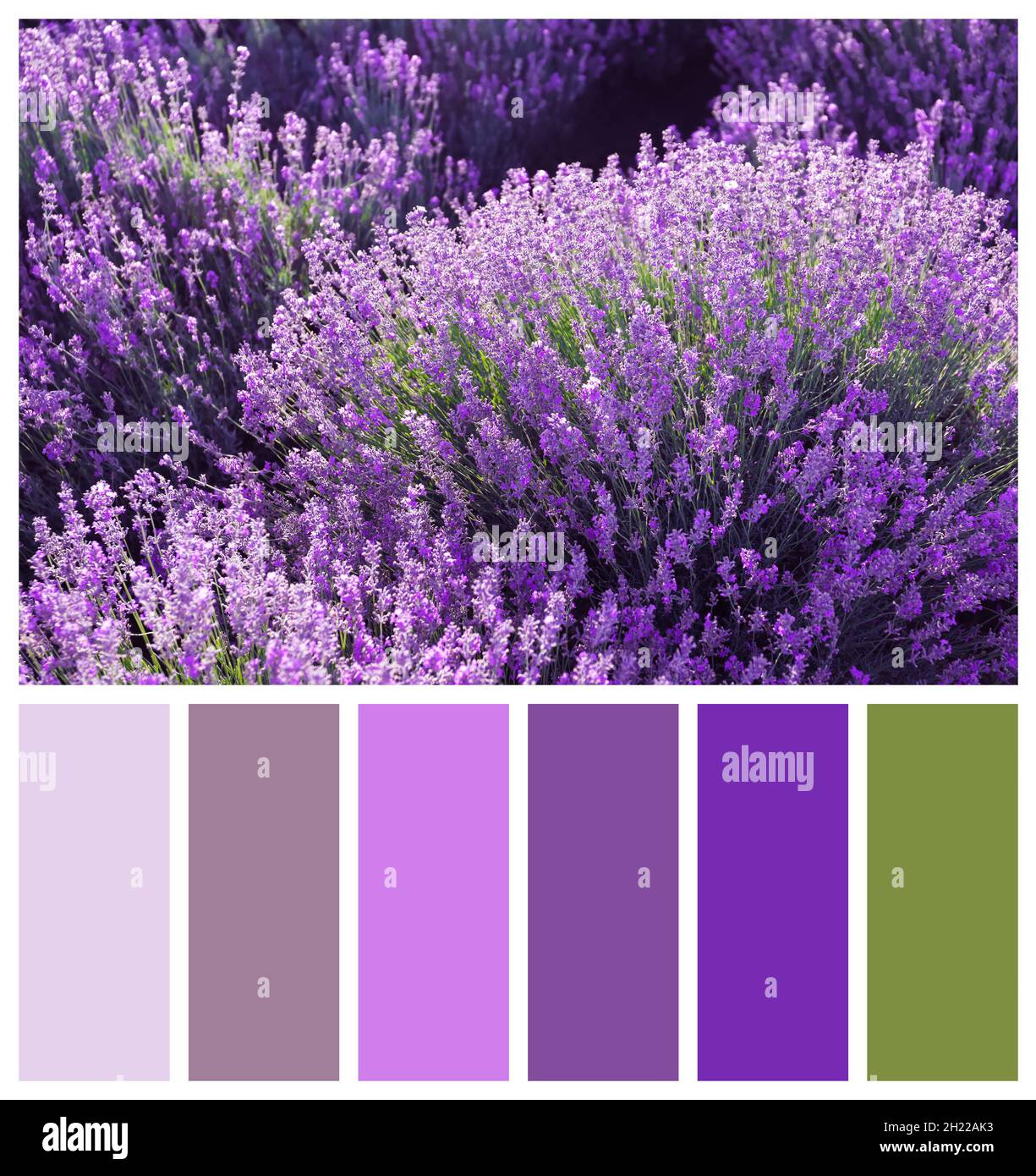 Lavender Color Palette