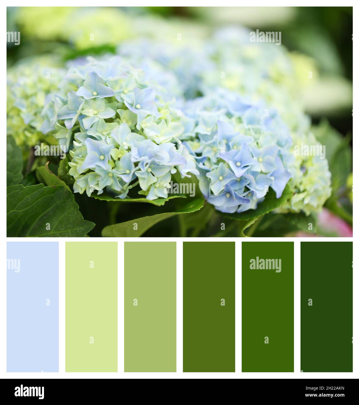 Beautiful blue hydrangea flowers, closeup. Natural color palette for ...