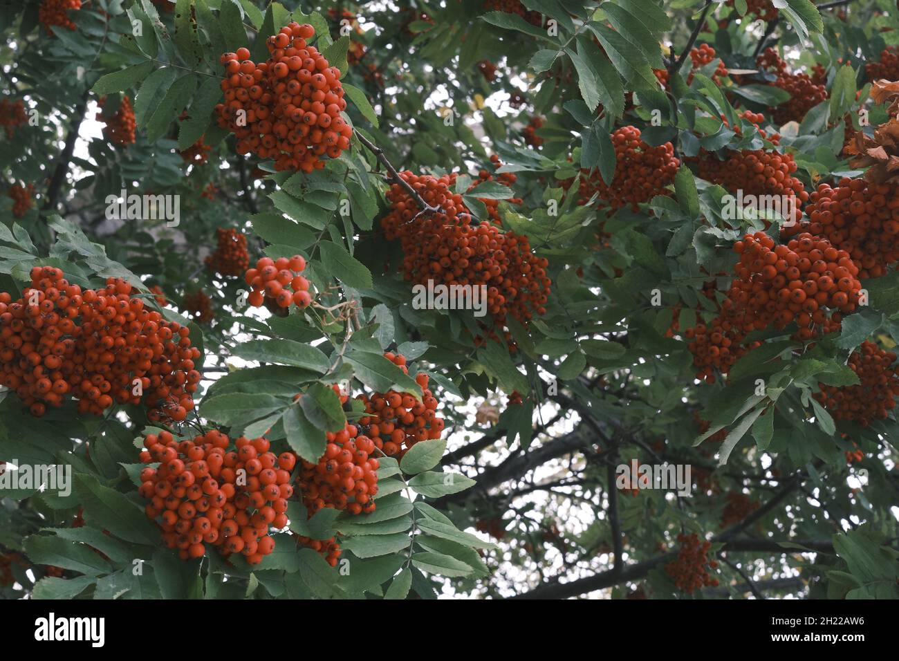 A rowan bunches background realistic Stock Photo - Alamy