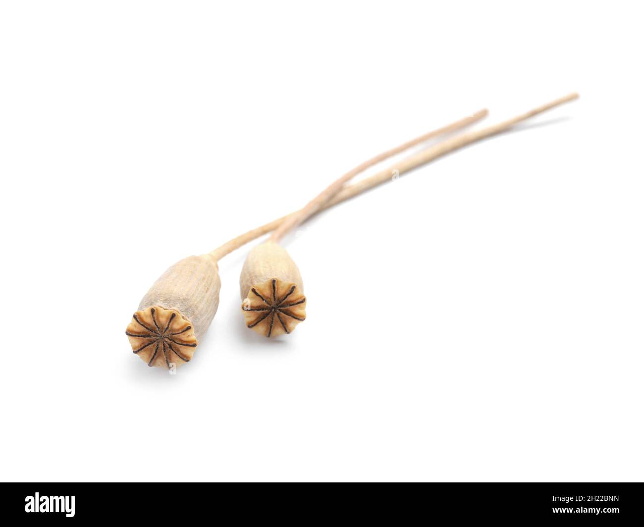 Dry poppy heads with seeds on white background Stock Photo - Alamy