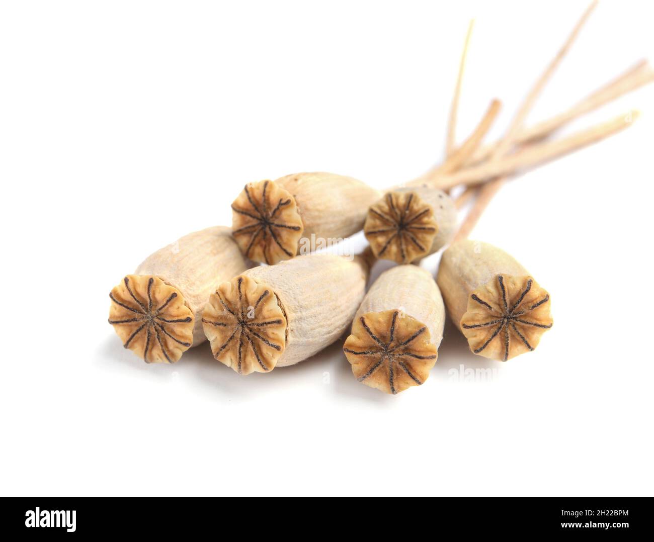 Dry poppy heads with seeds on white background Stock Photo - Alamy