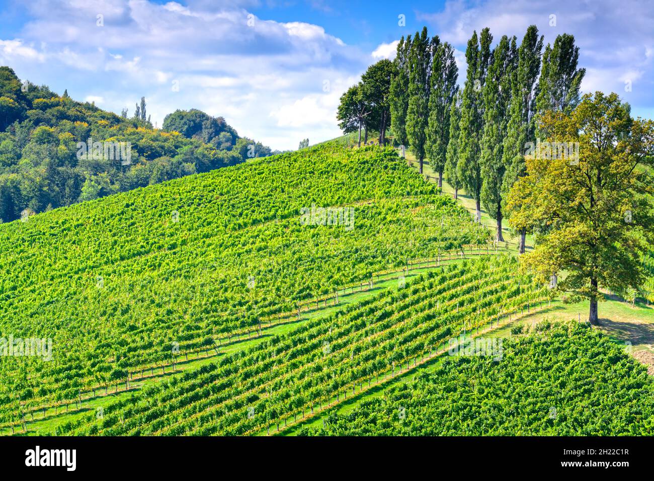 View of the rows of vineyard and trees on the hill, horizontal format ...