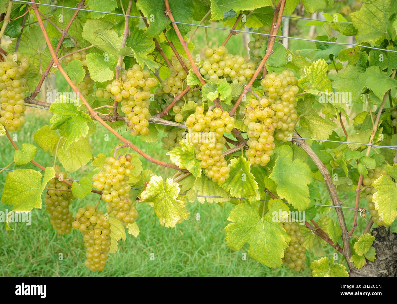 Speckled green grapes hi-res stock photography and images - Alamy