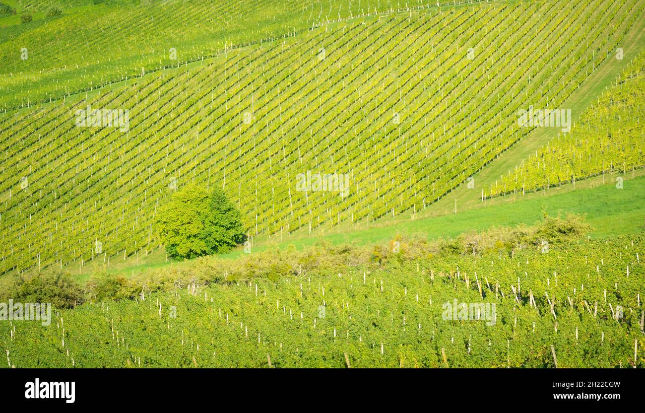 Grape bushes in vineyard hi-res stock photography and images - Alamy