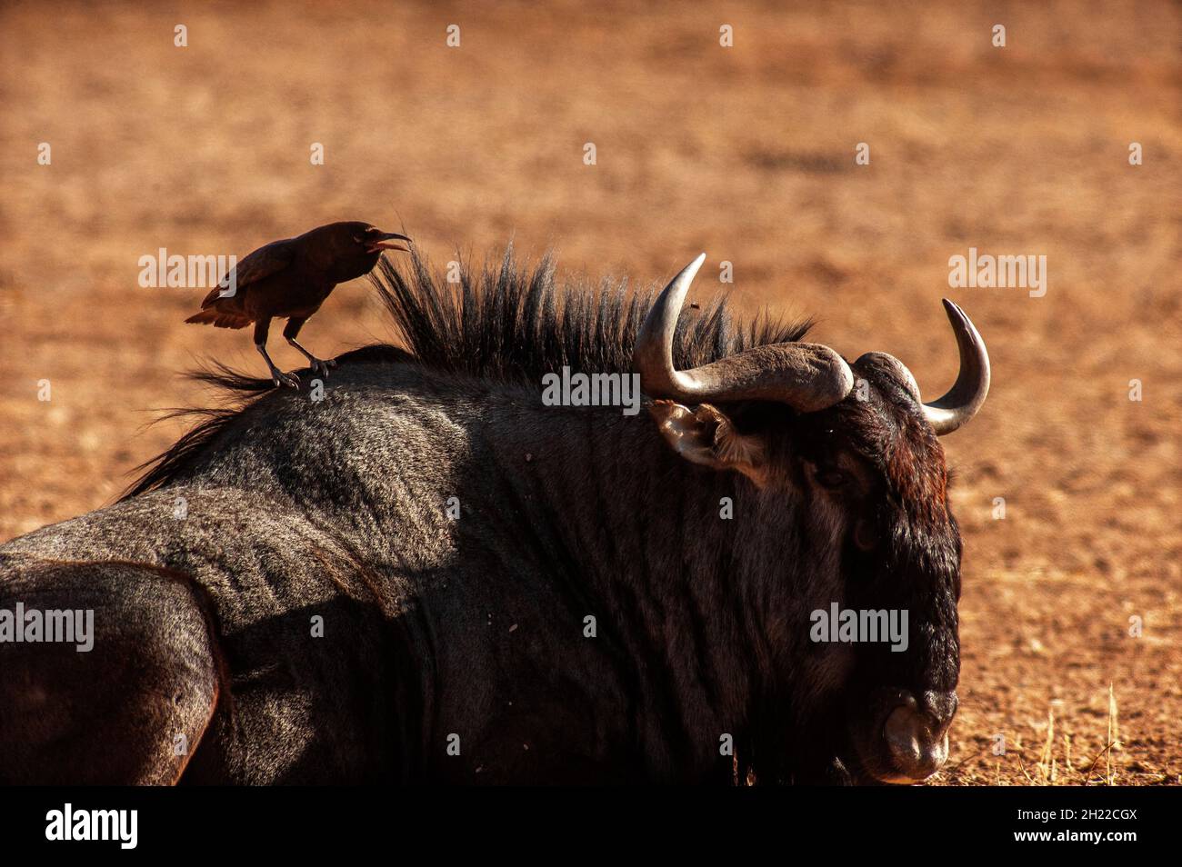 Wildebeest and bird hi-res stock photography and images - Alamy