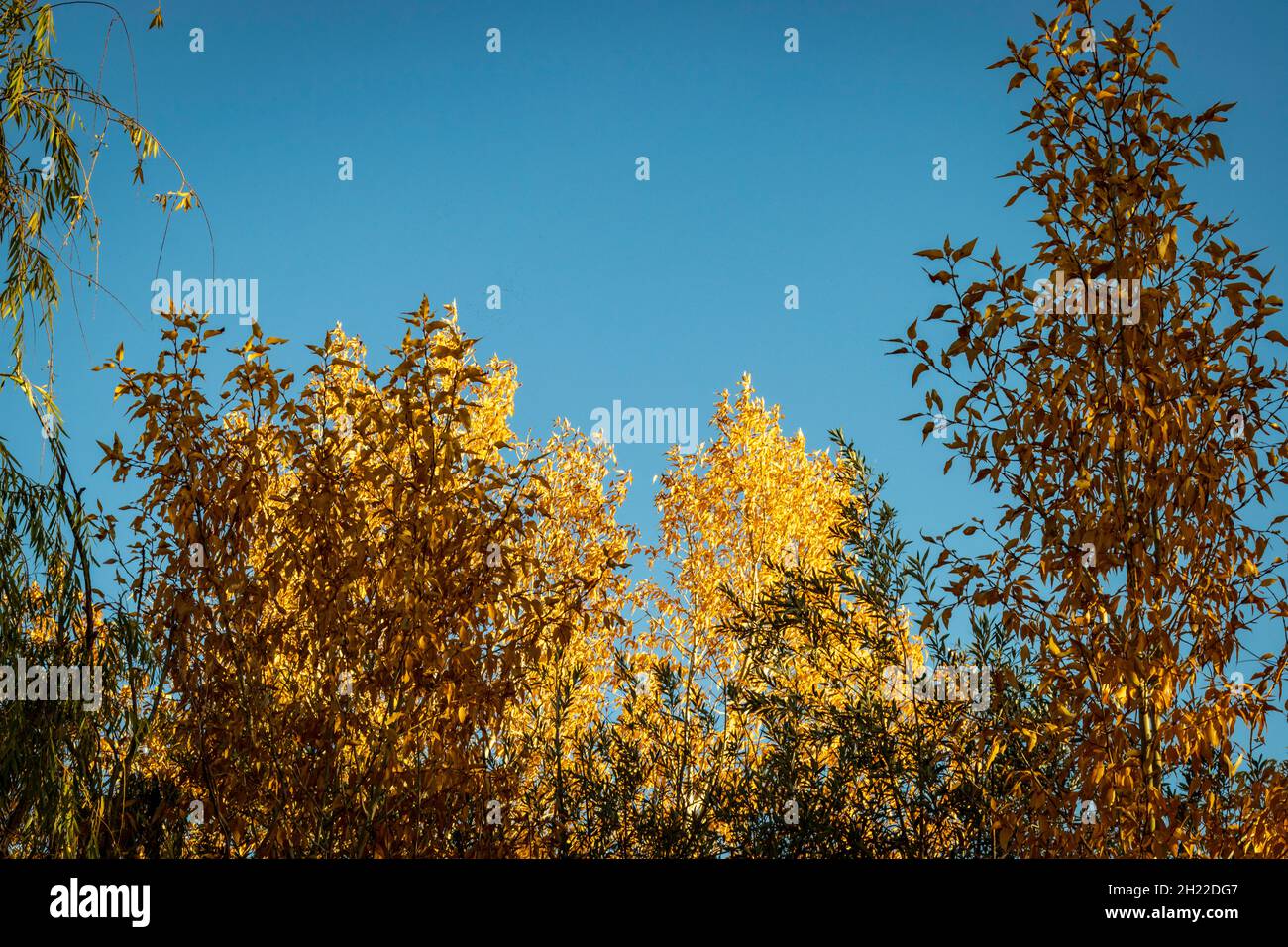 A park treeline shows autumn colors Stock Photo - Alamy