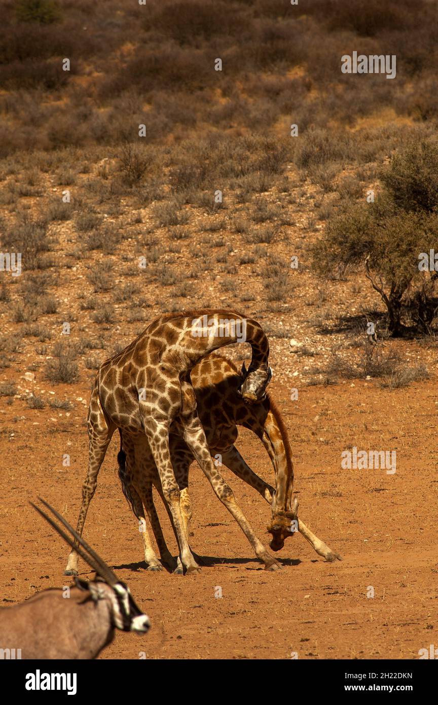 Giraffe fighting hi-res stock photography and images - Alamy
