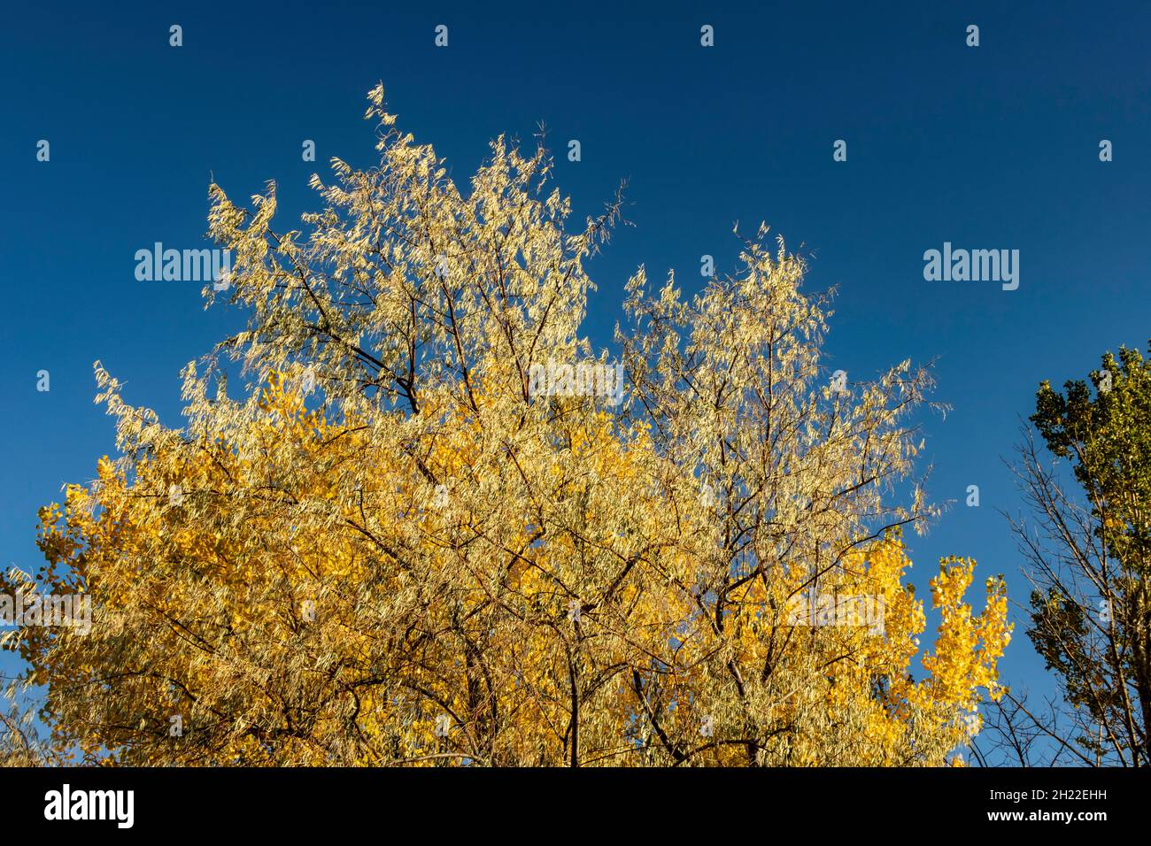 Intense yellow and gold hi-res stock photography and images - Alamy