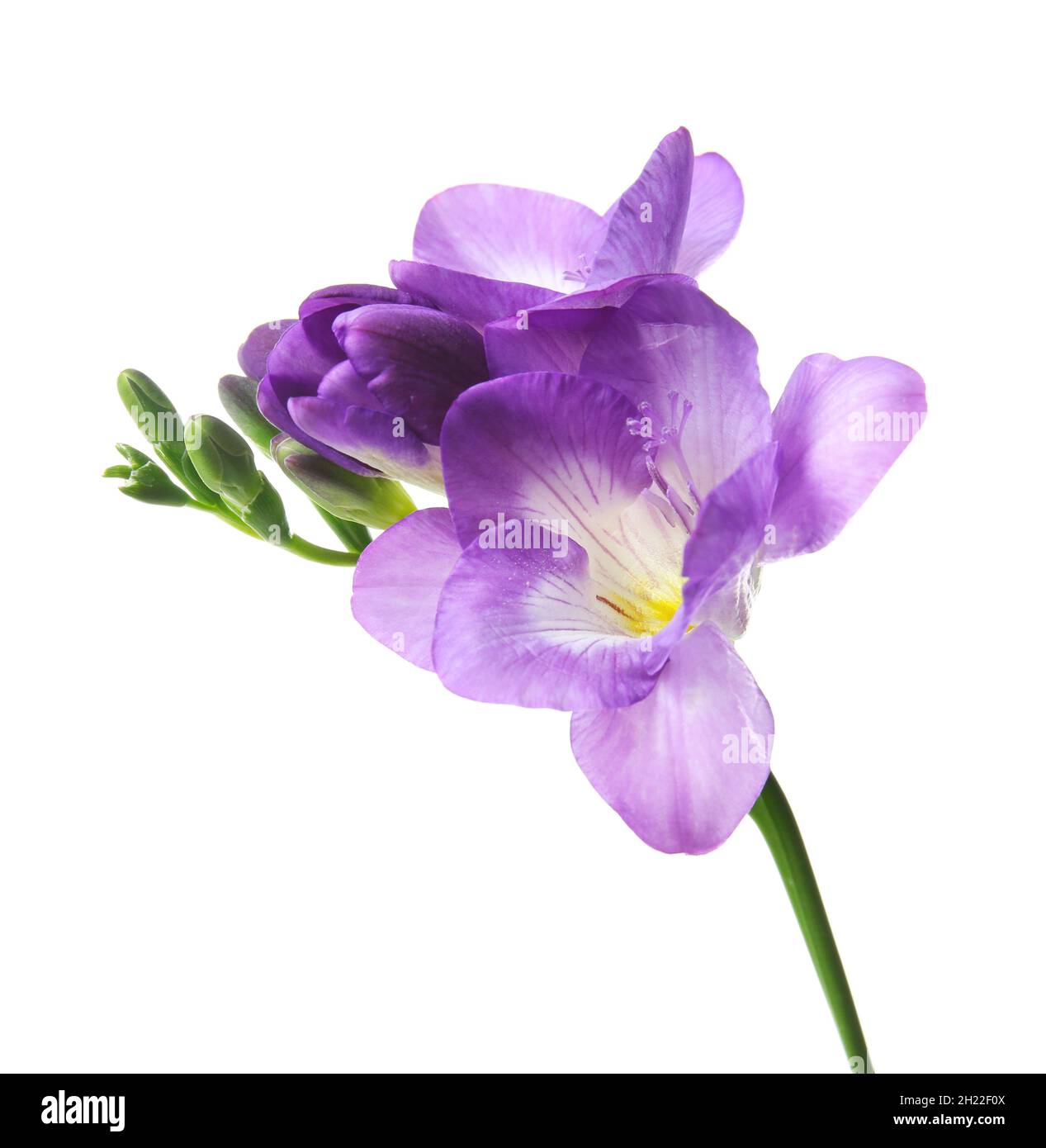 Beautiful freesia flower on white background Stock Photo - Alamy