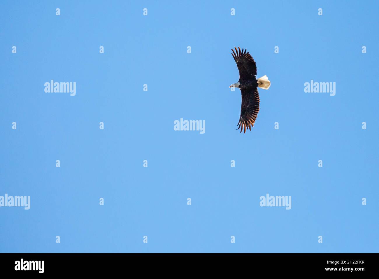 Bald Eagle (Haliaeetus leucocephalus) adult, soaring in a blue sky, horizontal Stock Photo - Alamy