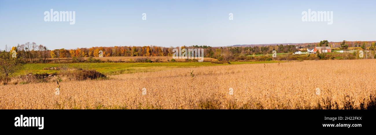 Wisconsin farmland with a colorful forest in October, panorama Stock ...