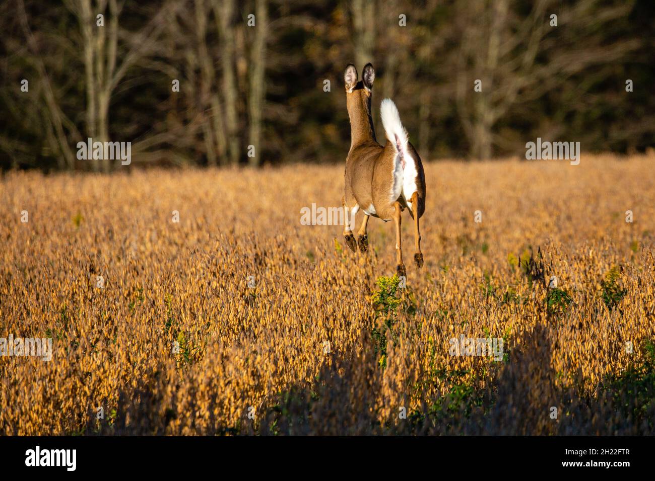 White-tailed deer doe (odocoileus virginianus) running in a Wisconsin ...