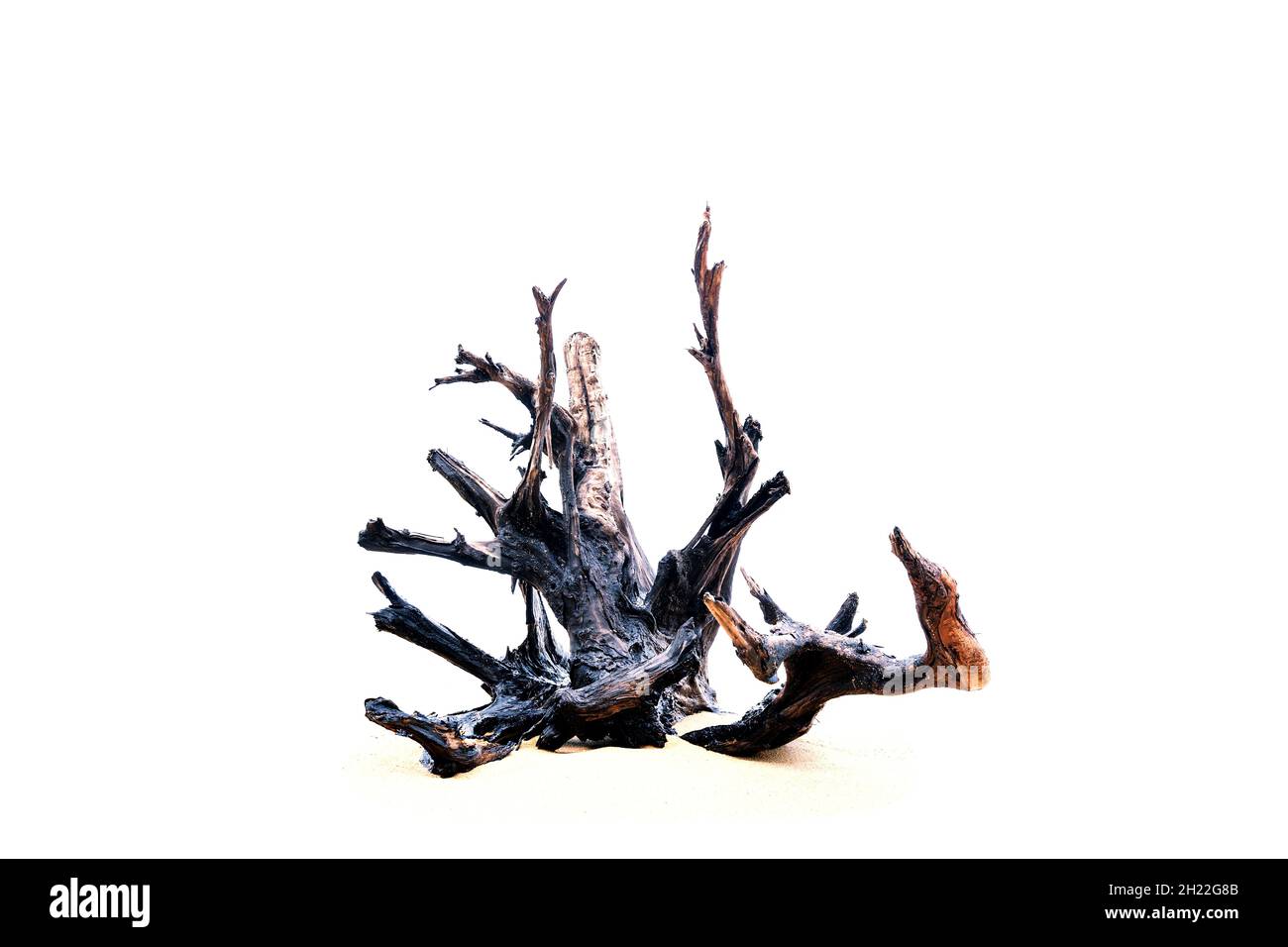 Tree stump roots Cut Out Stock Images & Pictures - Alamy