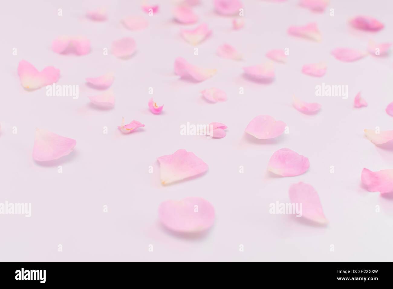 Pink rose petals falling hi-res stock photography and images - Alamy