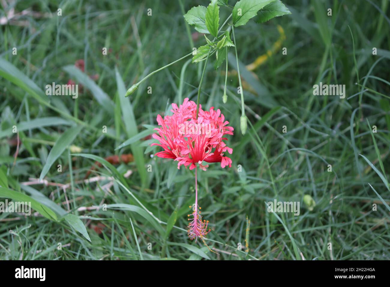 Different type of a Red China Rose Close View Of A Pink China Rose ...