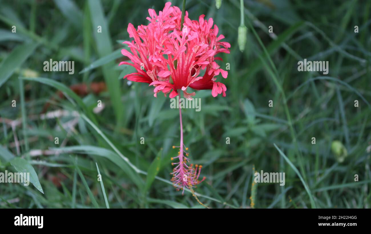 Different type of a Red China Rose Close View Of A Pink China Rose ...