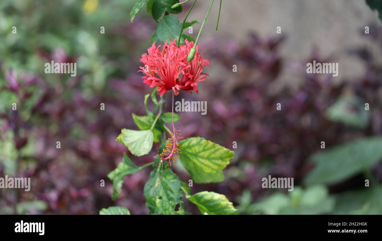 Different type of a Red China Rose Close View Of A Pink China Rose ...