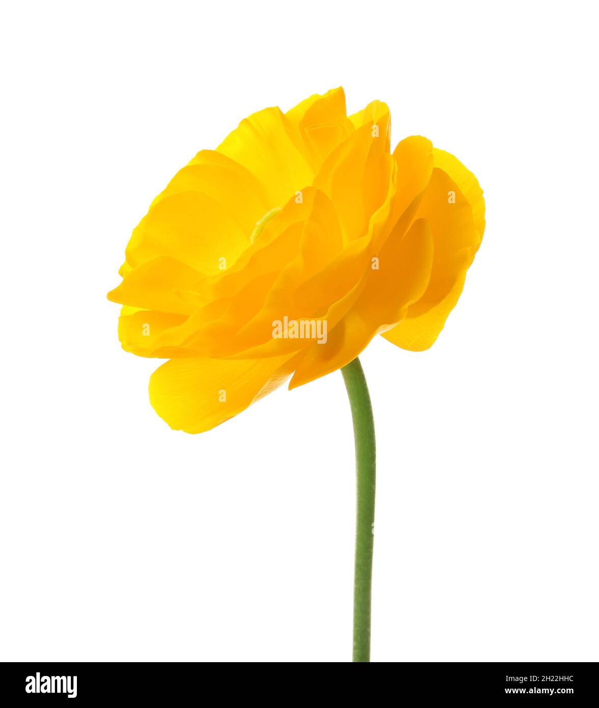 Beautiful ranunculus flower on white background Stock Photo - Alamy