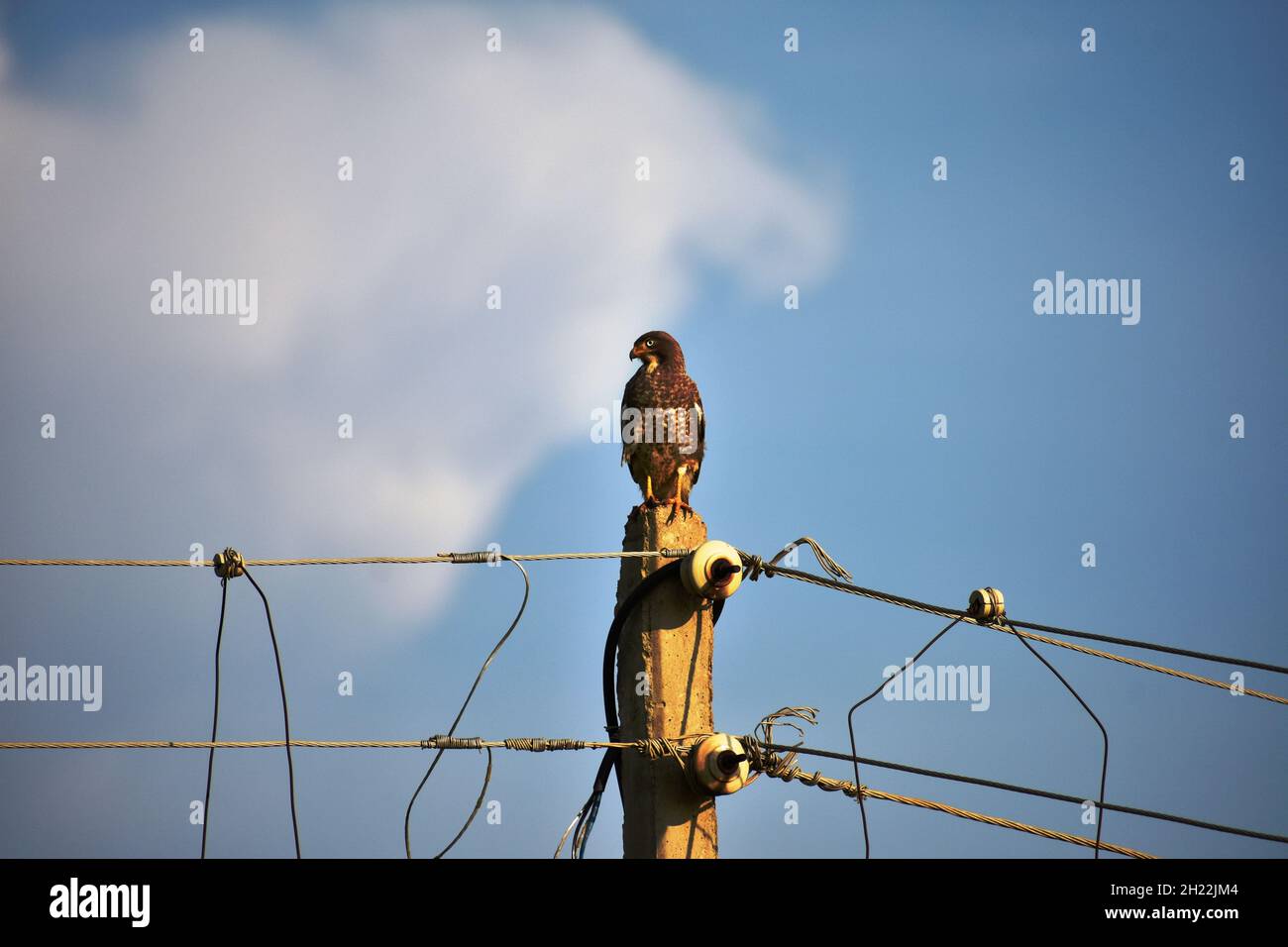 Beautiful closeup shot of the Red-Tailed hawk sitting on a utility pole ...