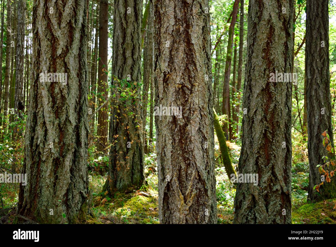 Stand of trees hi-res stock photography and images - Alamy