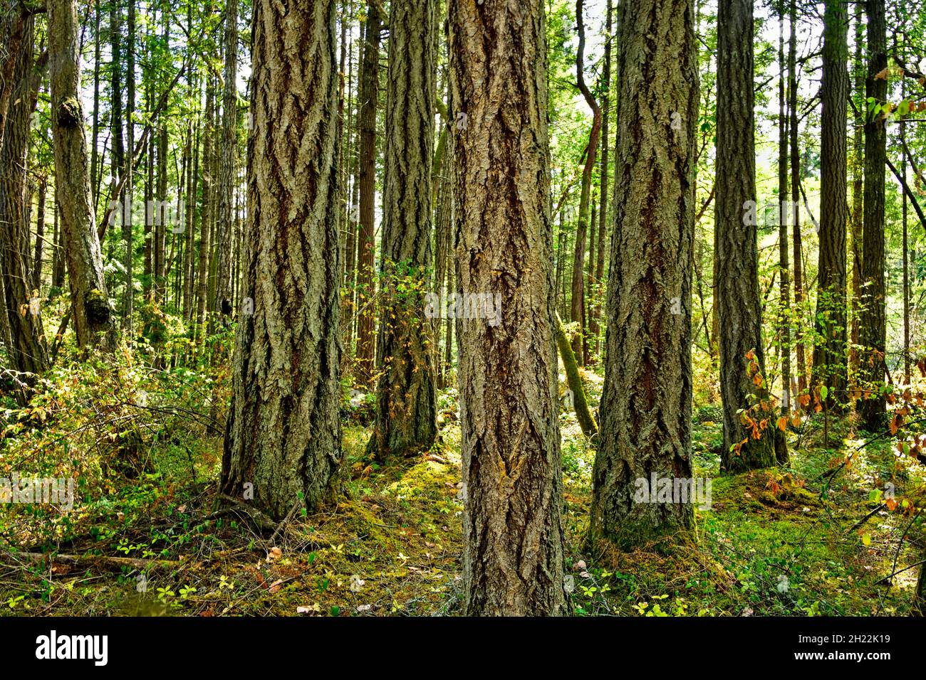 Stand of trees hi-res stock photography and images - Alamy