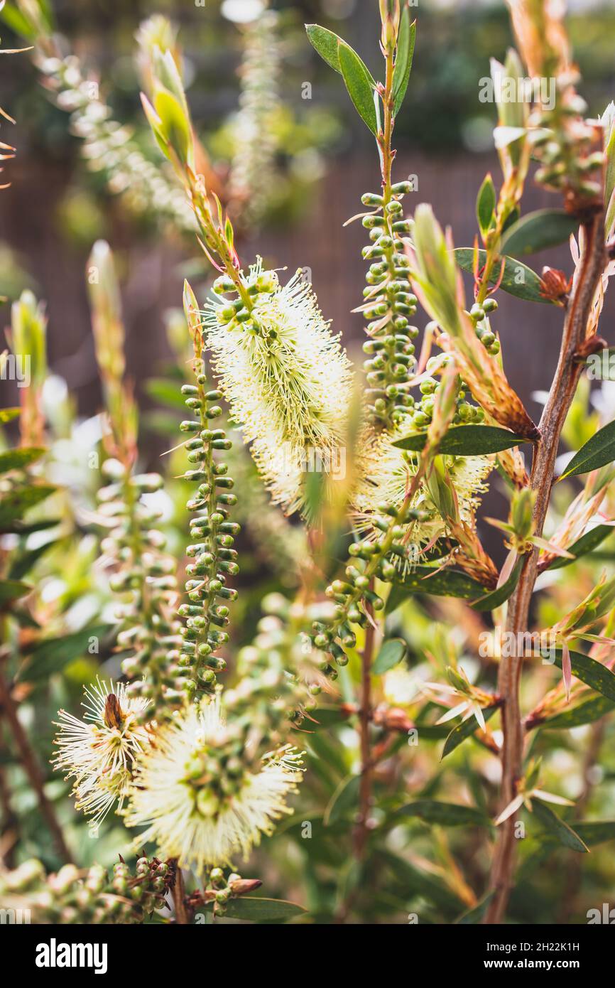 native Australian yellow bottlebrush callistemon plant outdoor in ...