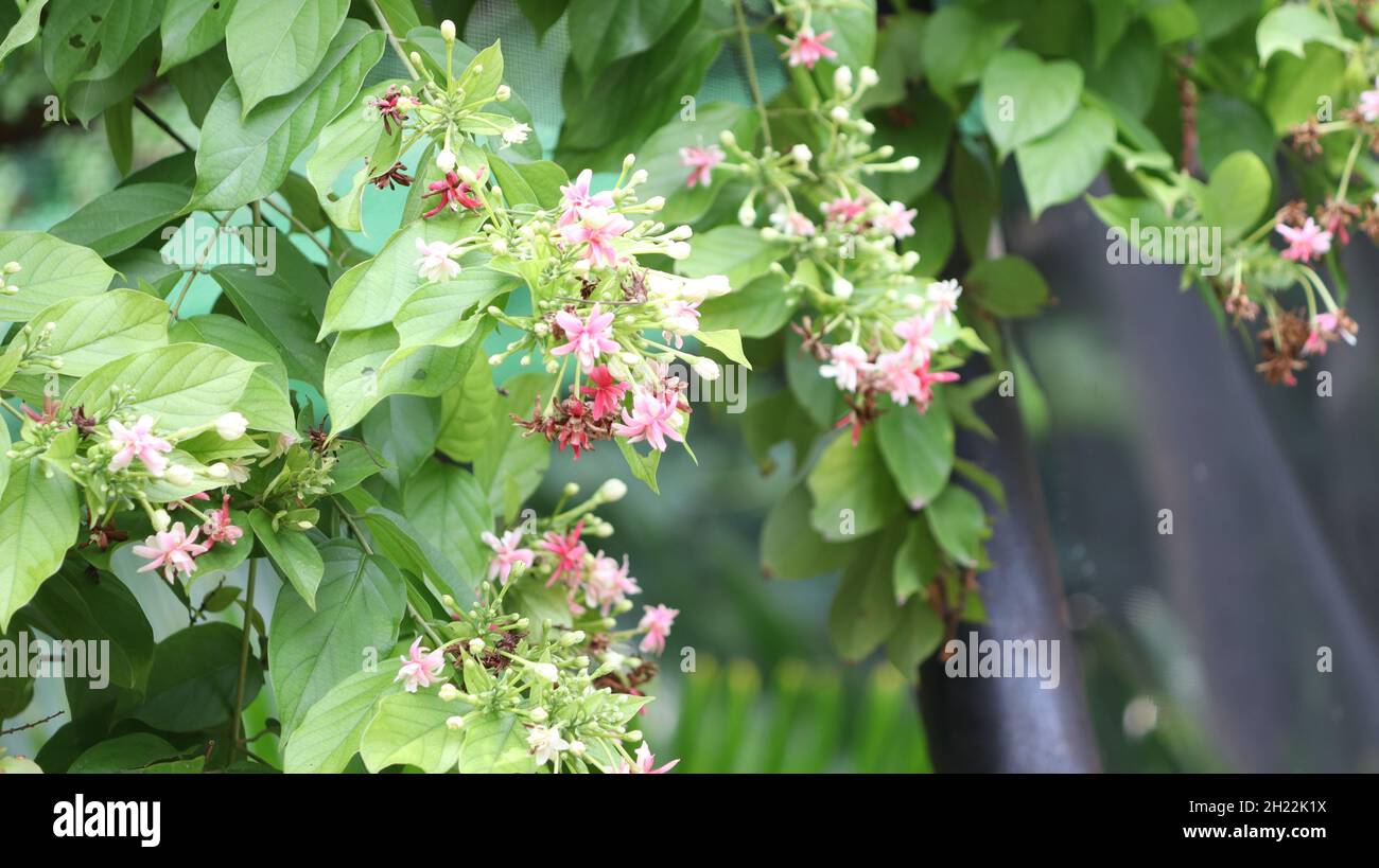 rangoon jasmine, Rangoon jasmine is The trees bend and twist and bloom ...