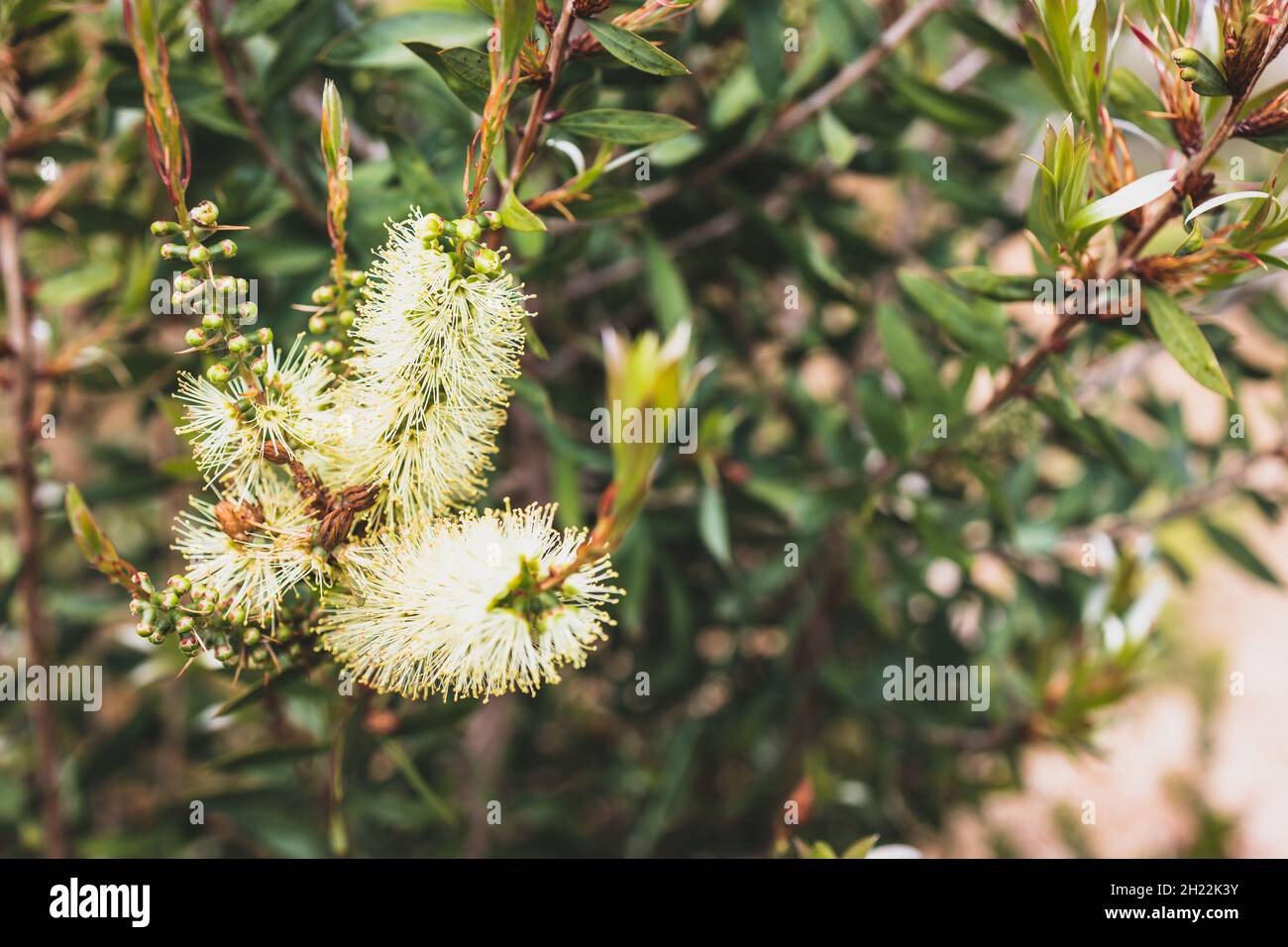 native Australian yellow bottlebrush callistemon plant outdoor in ...