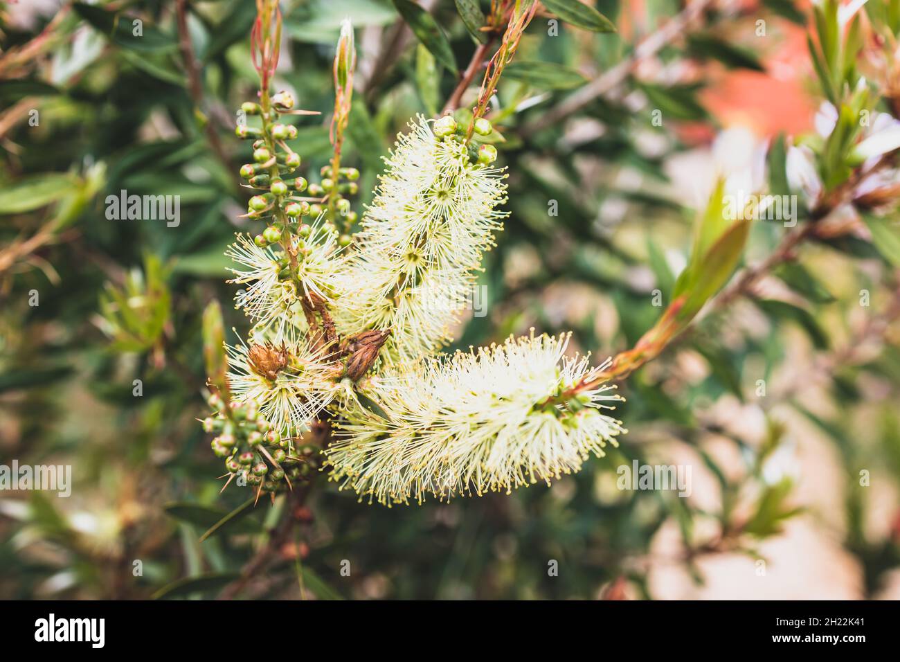 native Australian yellow bottlebrush callistemon plant outdoor in ...