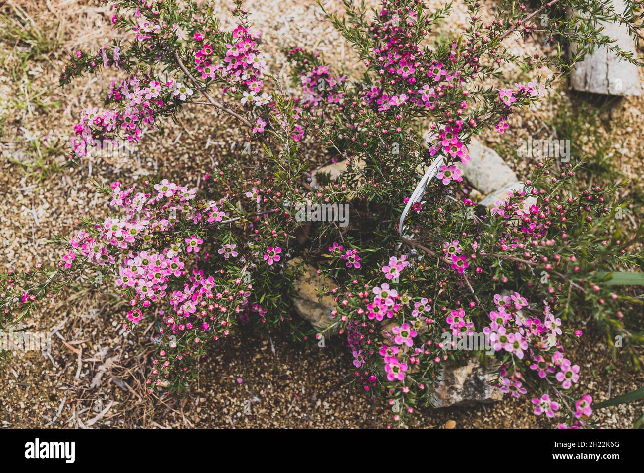 native Australian pink tea tree plant with plenty of flowers outdoor in ...