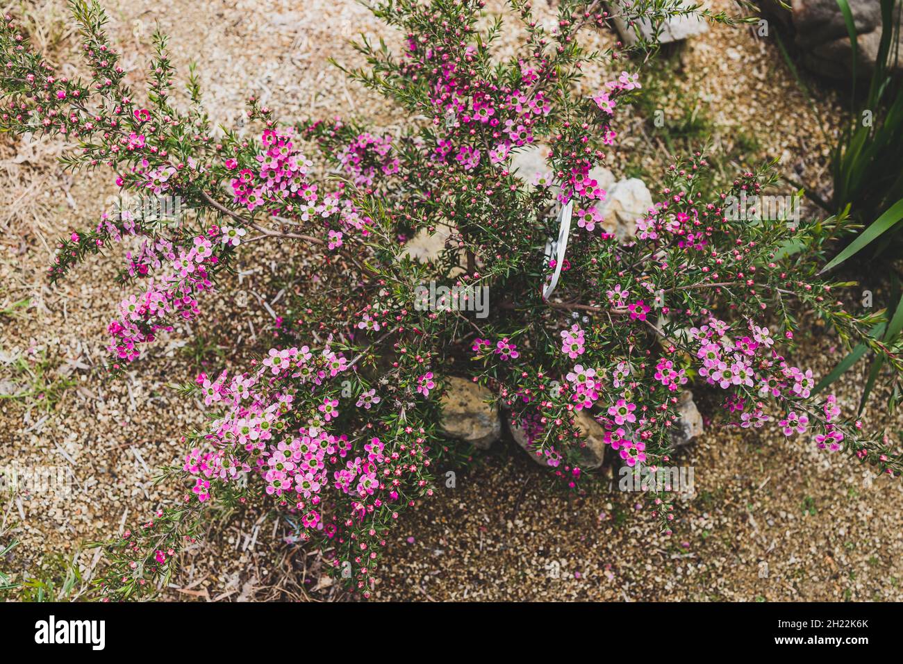 native Australian pink tea tree plant with plenty of flowers outdoor in ...