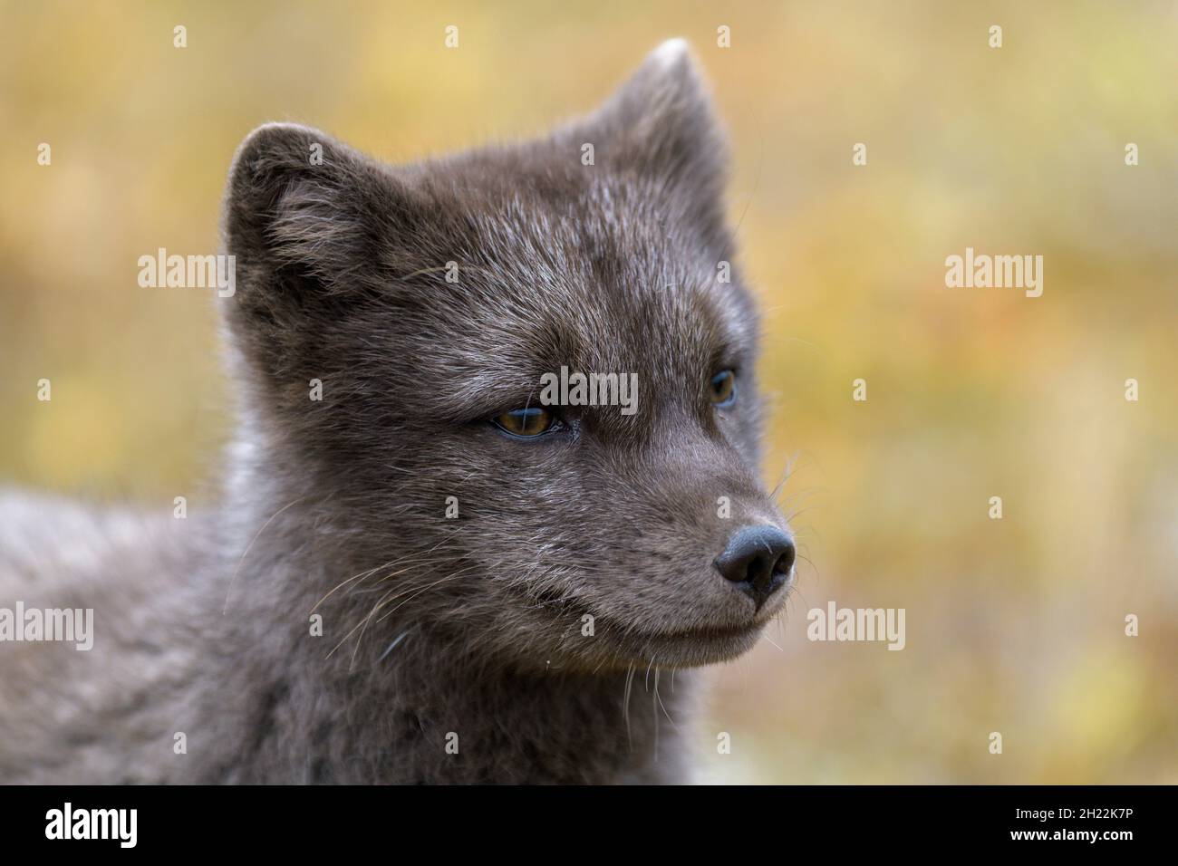 Young Arctic fox (Vulpes lagopus) or ice fox, Moeorudalur, Austurland ...