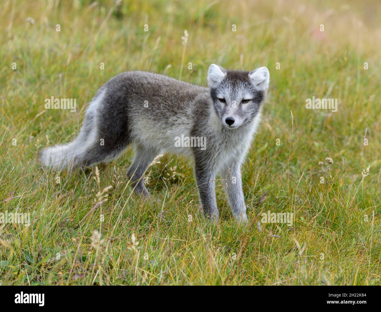 Young Arctic fox (Vulpes lagopus) or ice fox, Moeorudalur, Austurland ...