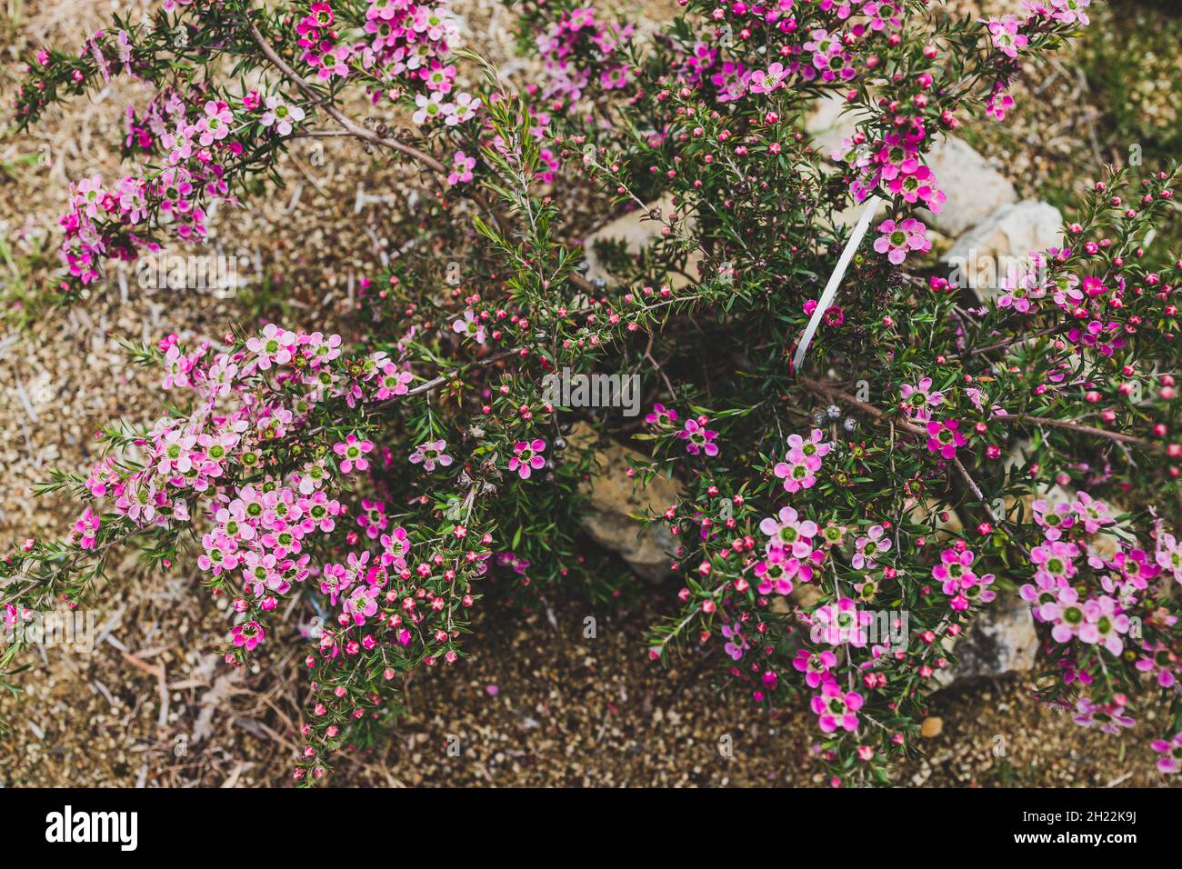 native Australian pink tea tree plant with plenty of flowers outdoor in ...