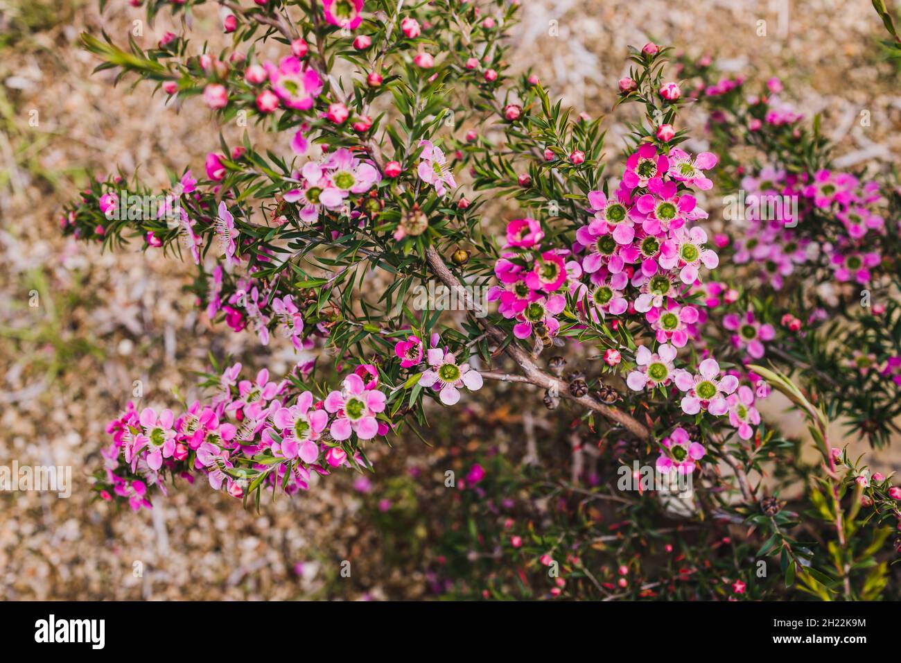 native Australian pink tea tree plant with plenty of flowers outdoor in ...