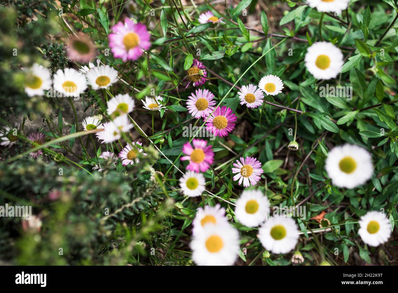 native Australian brachyscome Multifida Cut-Leafed Daisy plant with ...