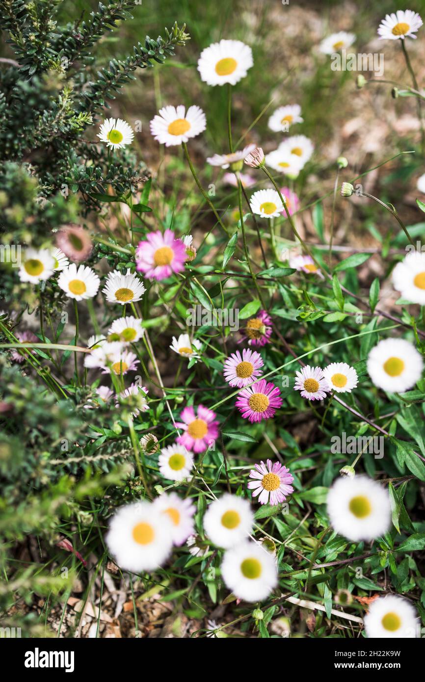 native Australian brachyscome Multifida Cut-Leafed Daisy plant with ...