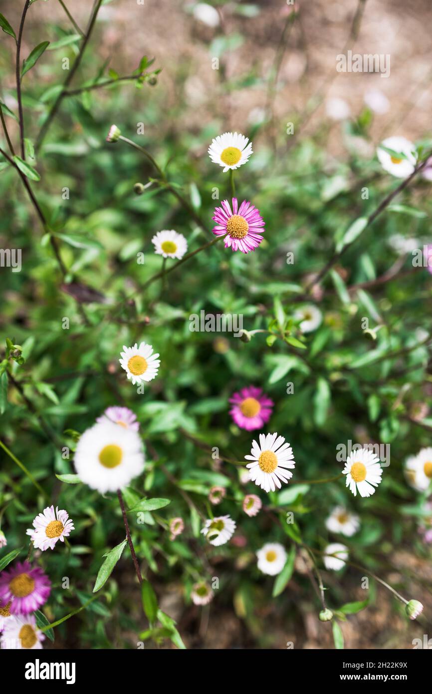 native Australian brachyscome Multifida Cut-Leafed Daisy plant with ...