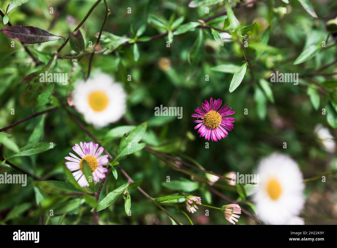 native Australian brachyscome Multifida Cut-Leafed Daisy plant with ...