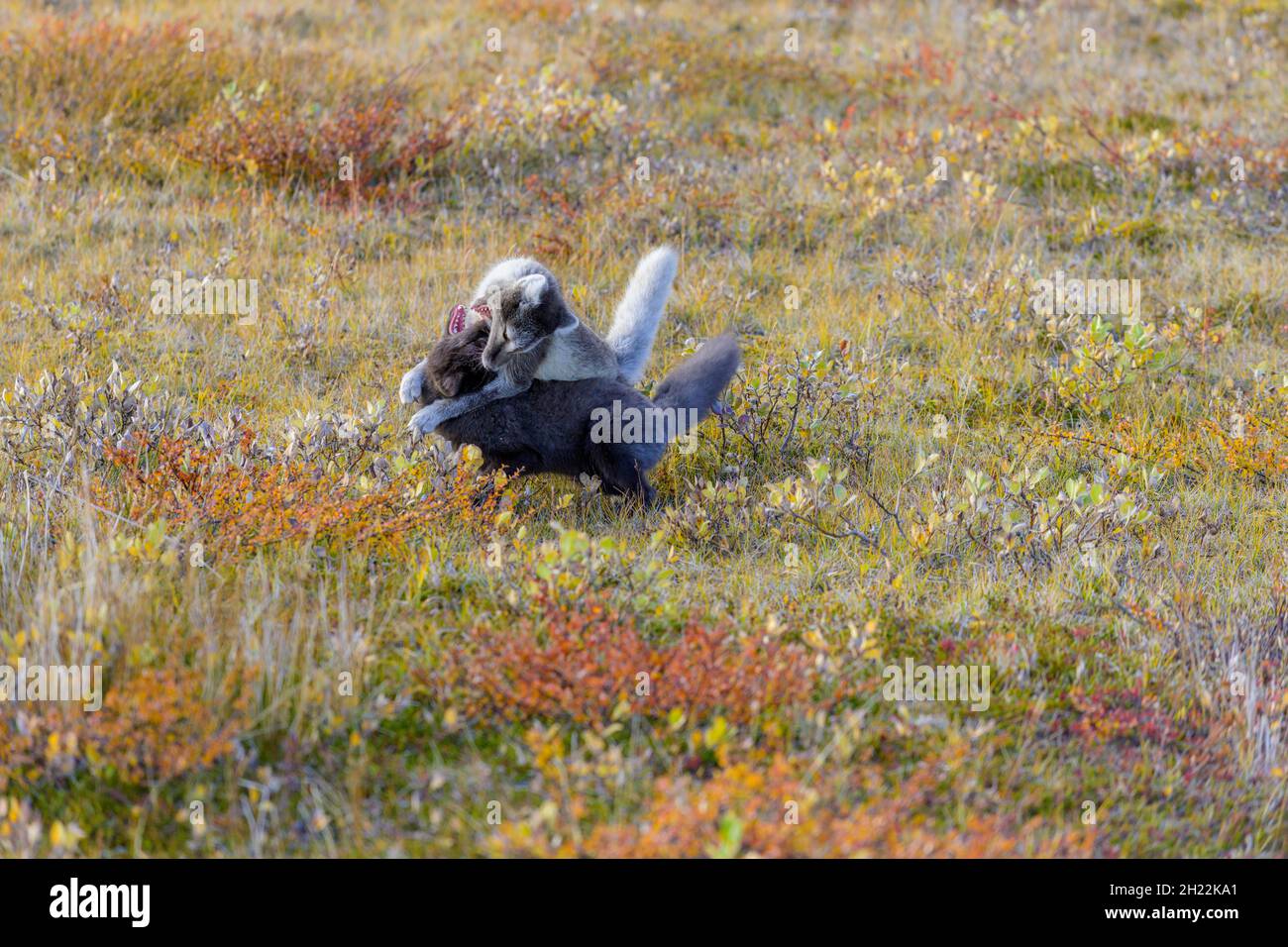 Young Arctic foxes (Vulpes lagopus) in a playful fight, Moeorudalur ...