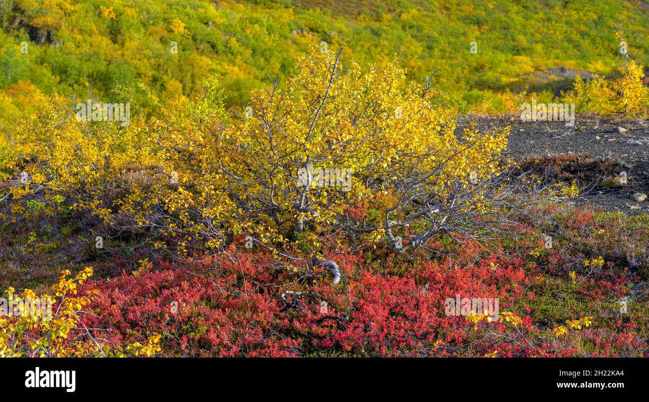 Icelandic birch tree hi-res stock photography and images - Alamy