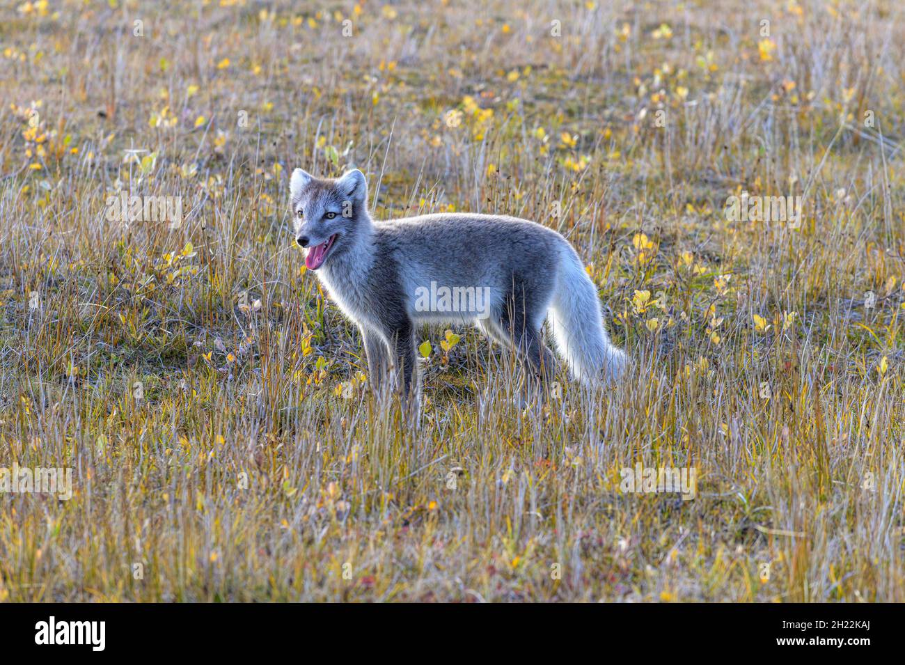 Young Arctic fox (Vulpes lagopus) or ice fox, Moeorudalur, Austurland ...